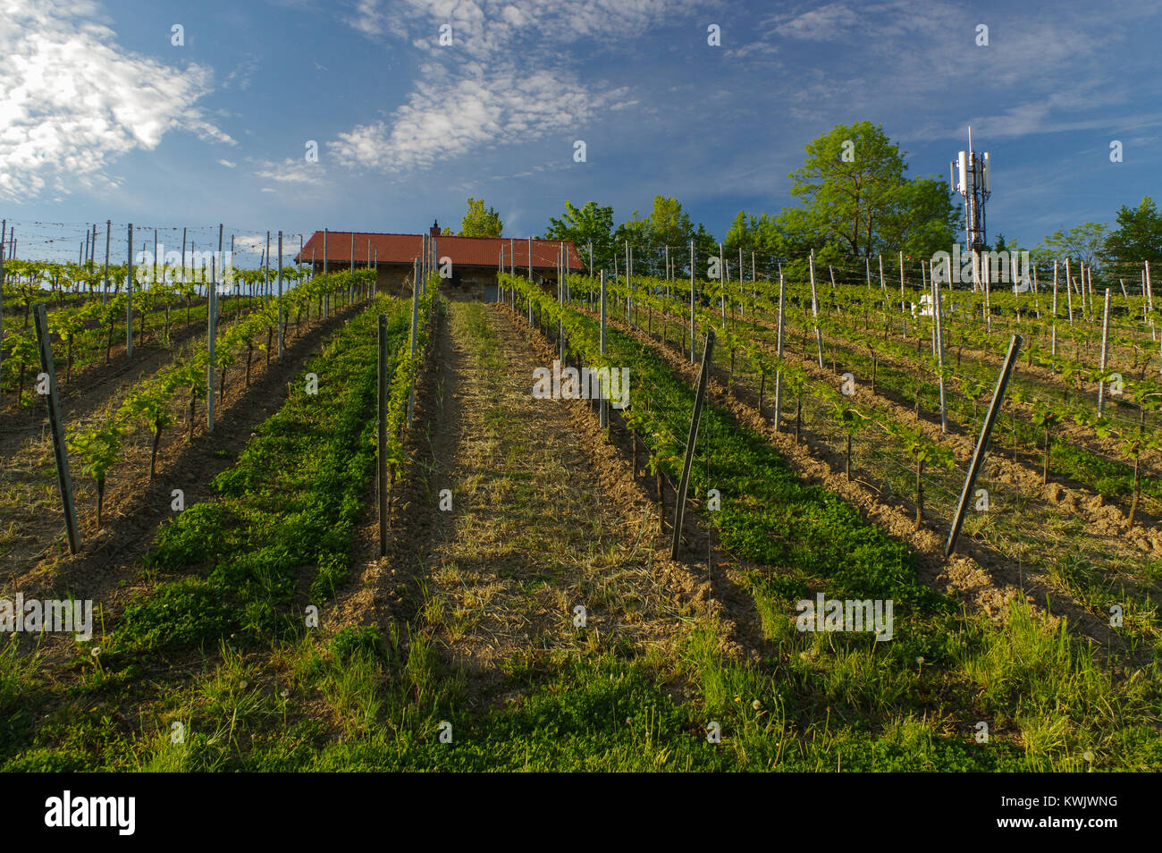 Beautiful old Wine house surrounded with vineyard hills. Grape fields ...