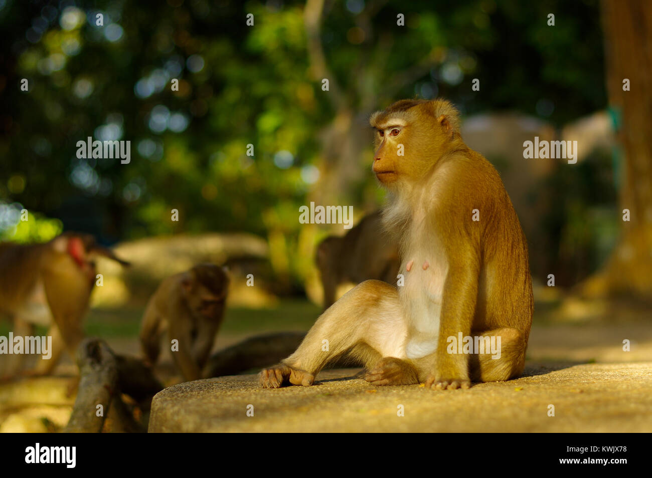 macaca monkey family eating lot of fruits, Phuket Thailand Stock Photo ...