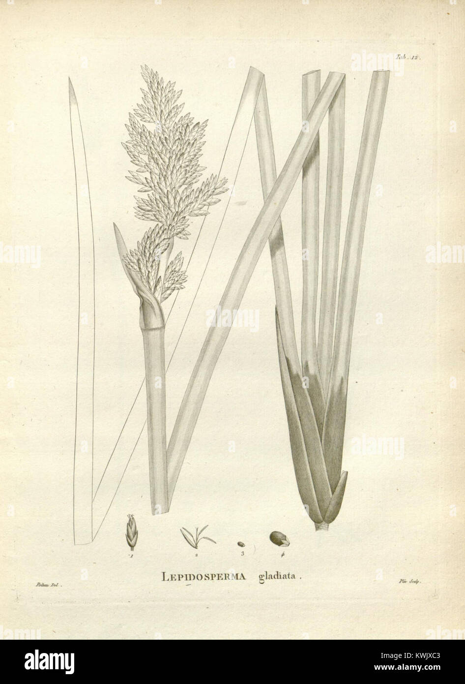 'Novæ Hollandiæ plantarum specimen' is a botanical work illustrating ...
