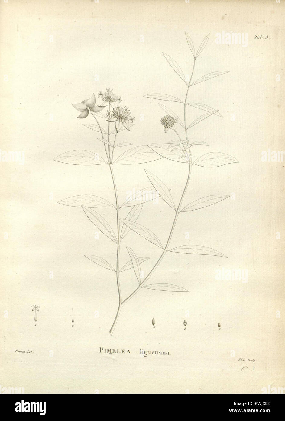'Nov. Hollandi, plantarum specimen' is a botanical illustration from ...