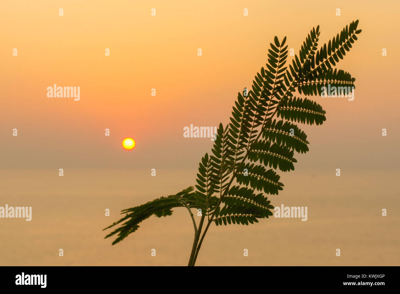 Tropical leaf fern on sunset orange sun over the sea Stock Photo - Alamy