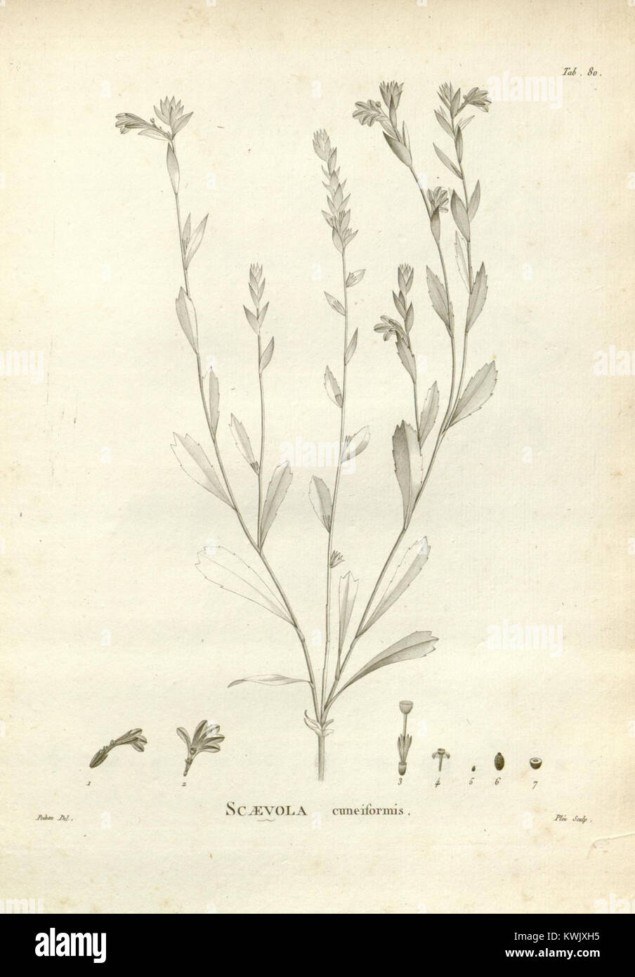 A botanical study plate from Novæ Hollandiæ plantarum specimen (Tab. 80 ...