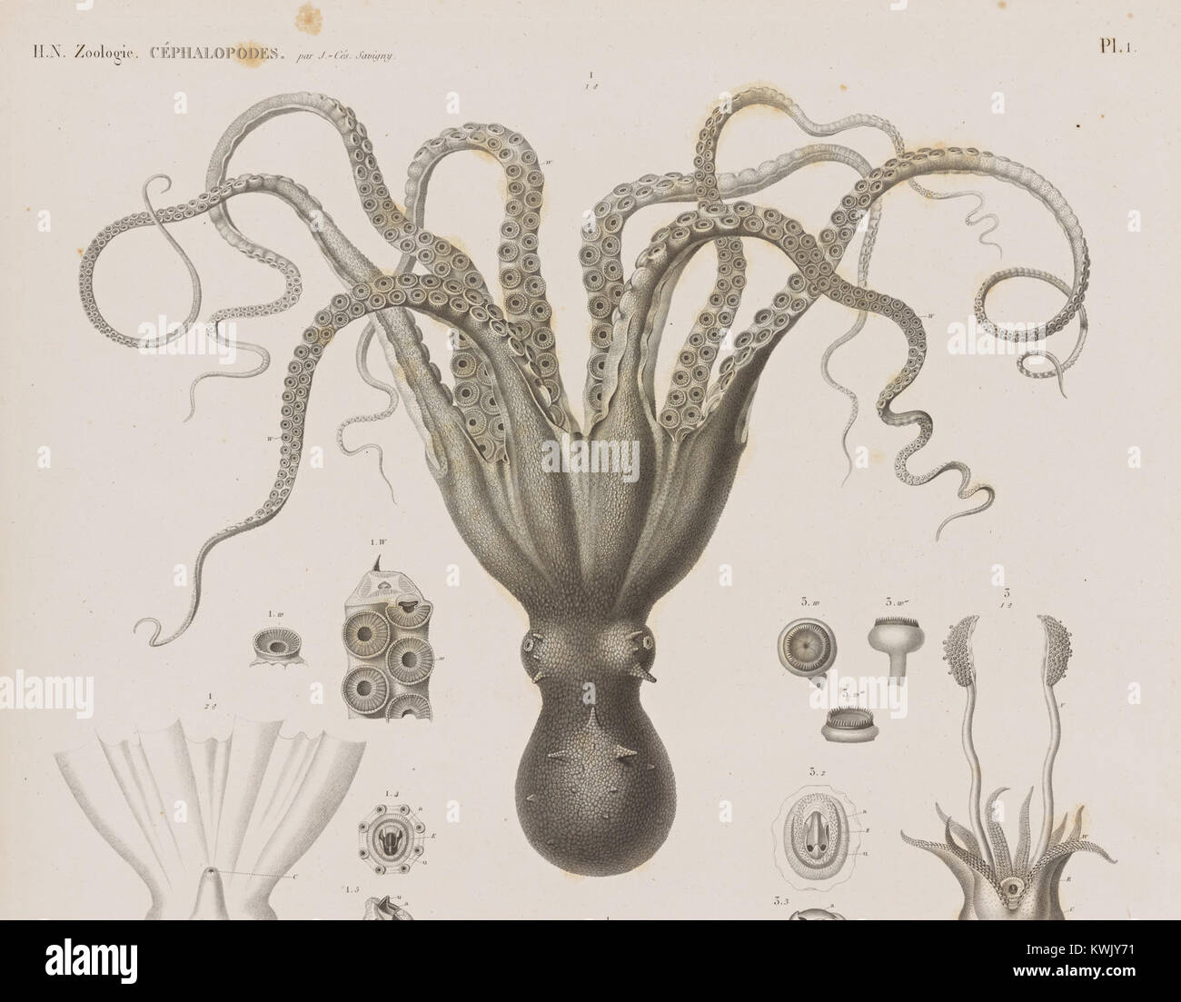 An illustrated zoological plate depicting cephalopods, including ...