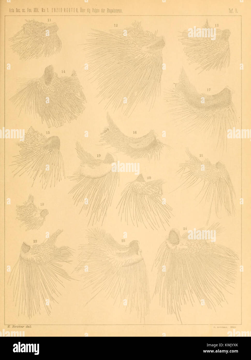 This image is a detailed study of the palps of Rhopalocera, a suborder ...