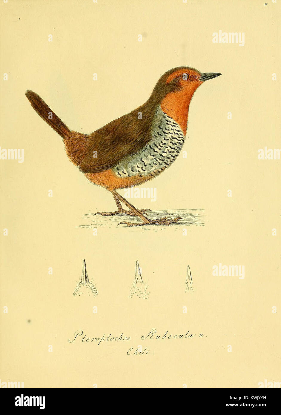 An ornithological plate depicting multiple bird species native to Chile ...