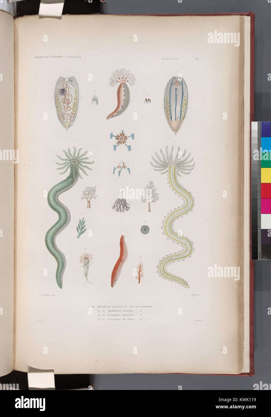 A scientific study examining zoophytes with emphasis on holothurians ...