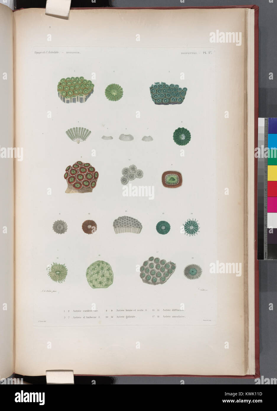 Galaxea genus hi-res stock photography and images - Alamy