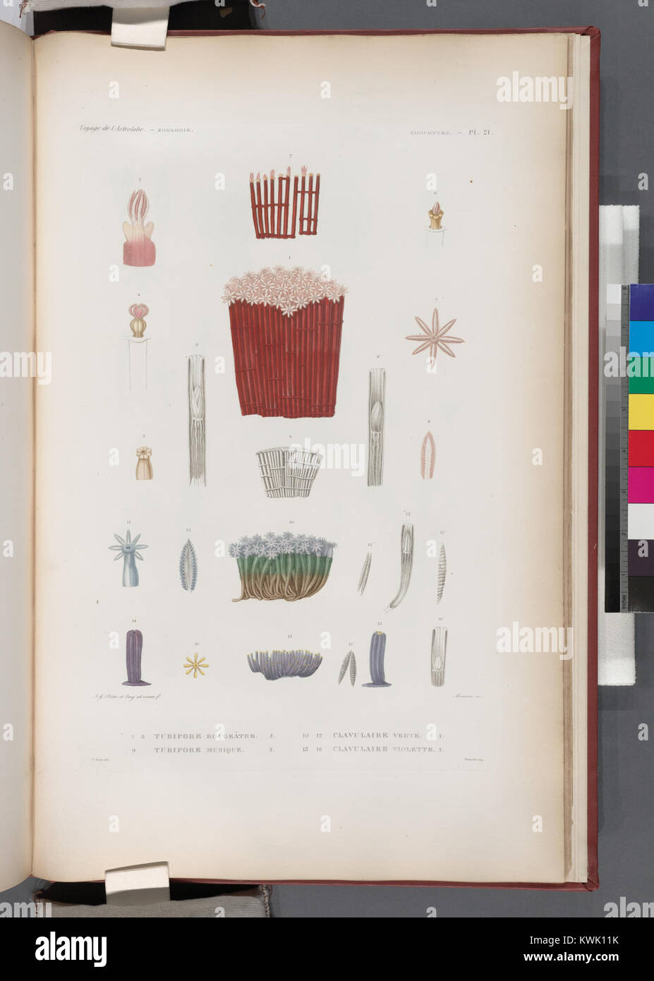 This plate set illustrates zoophytes (colonial marine organisms ...