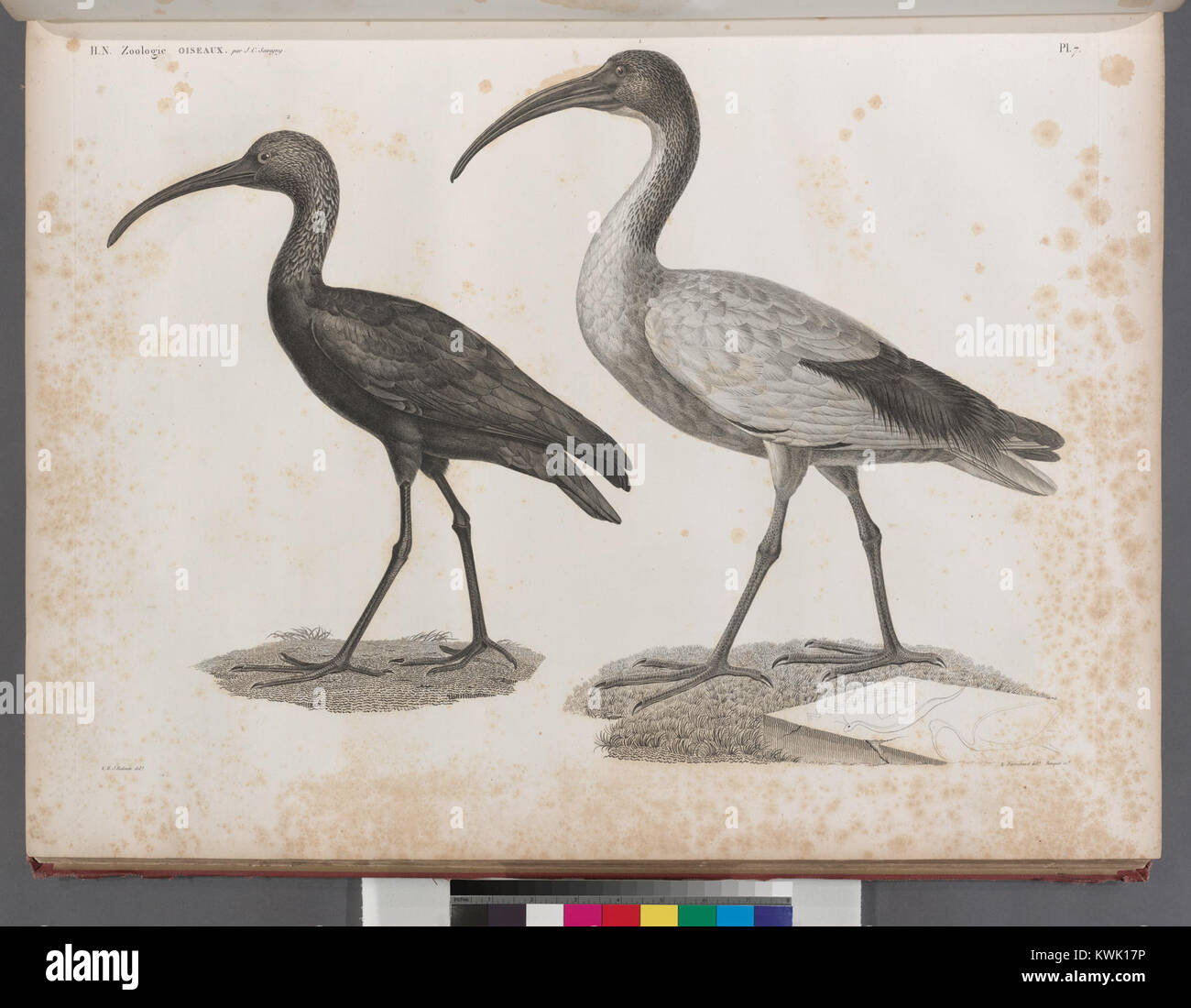 Illustration depicts two species hi-res stock photography and images ...
