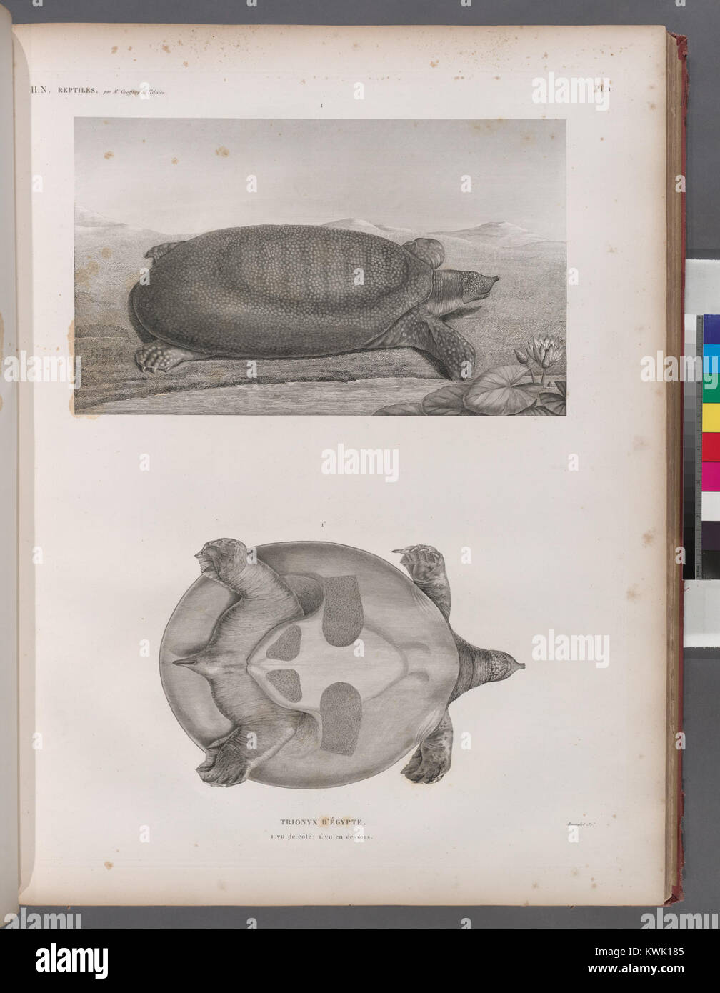 This illustration from a zoology text depicts the Trionyx d'Égypte, a ...