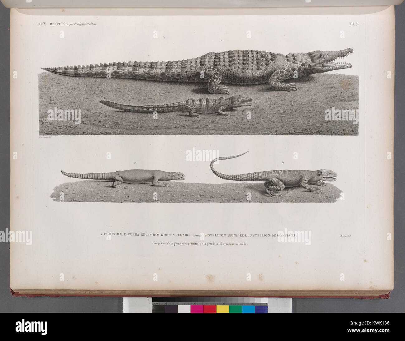 Crocodile study hi-res stock photography and images - Alamy