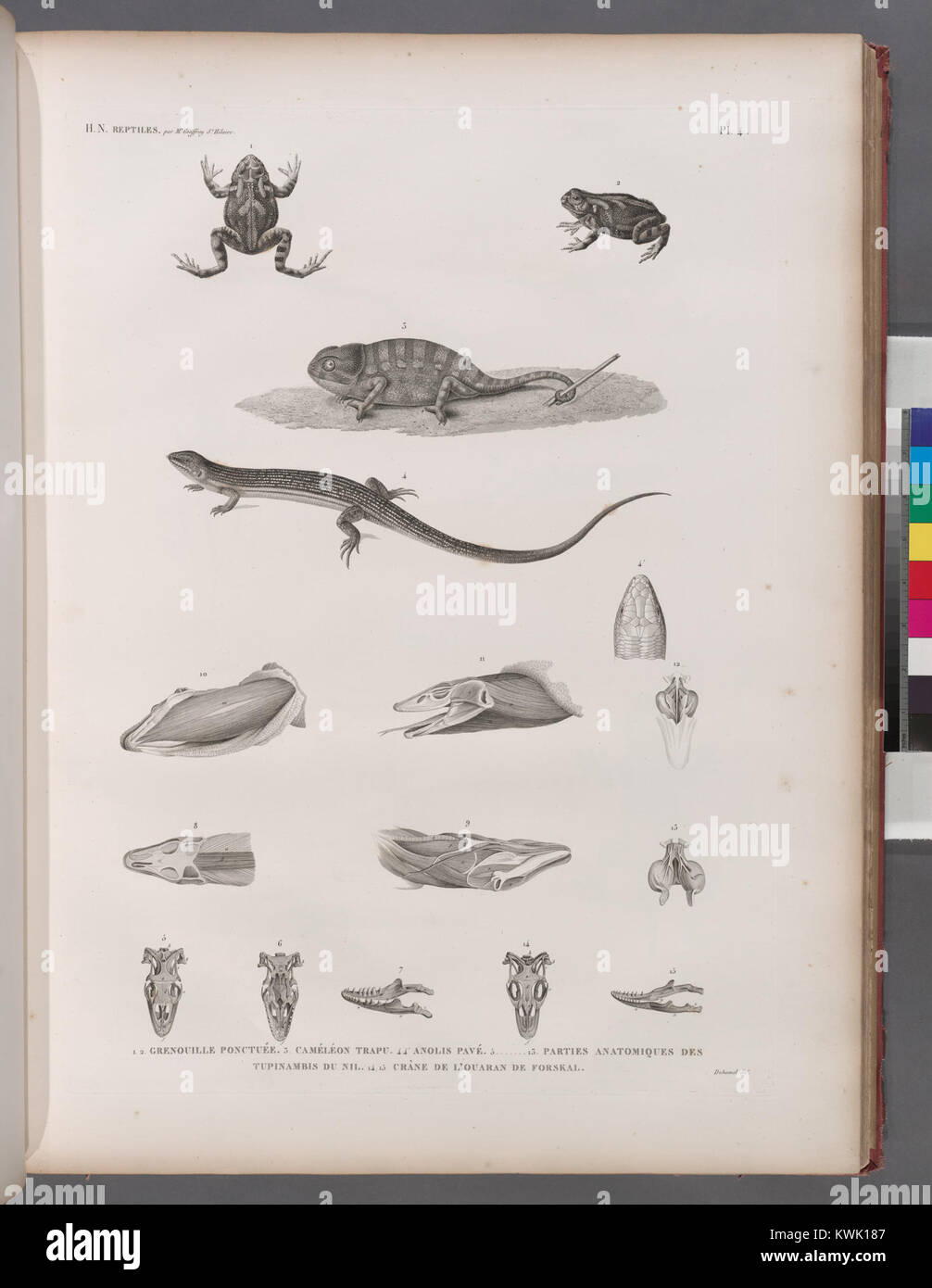 An educational reference in zoology featuring various reptiles ...