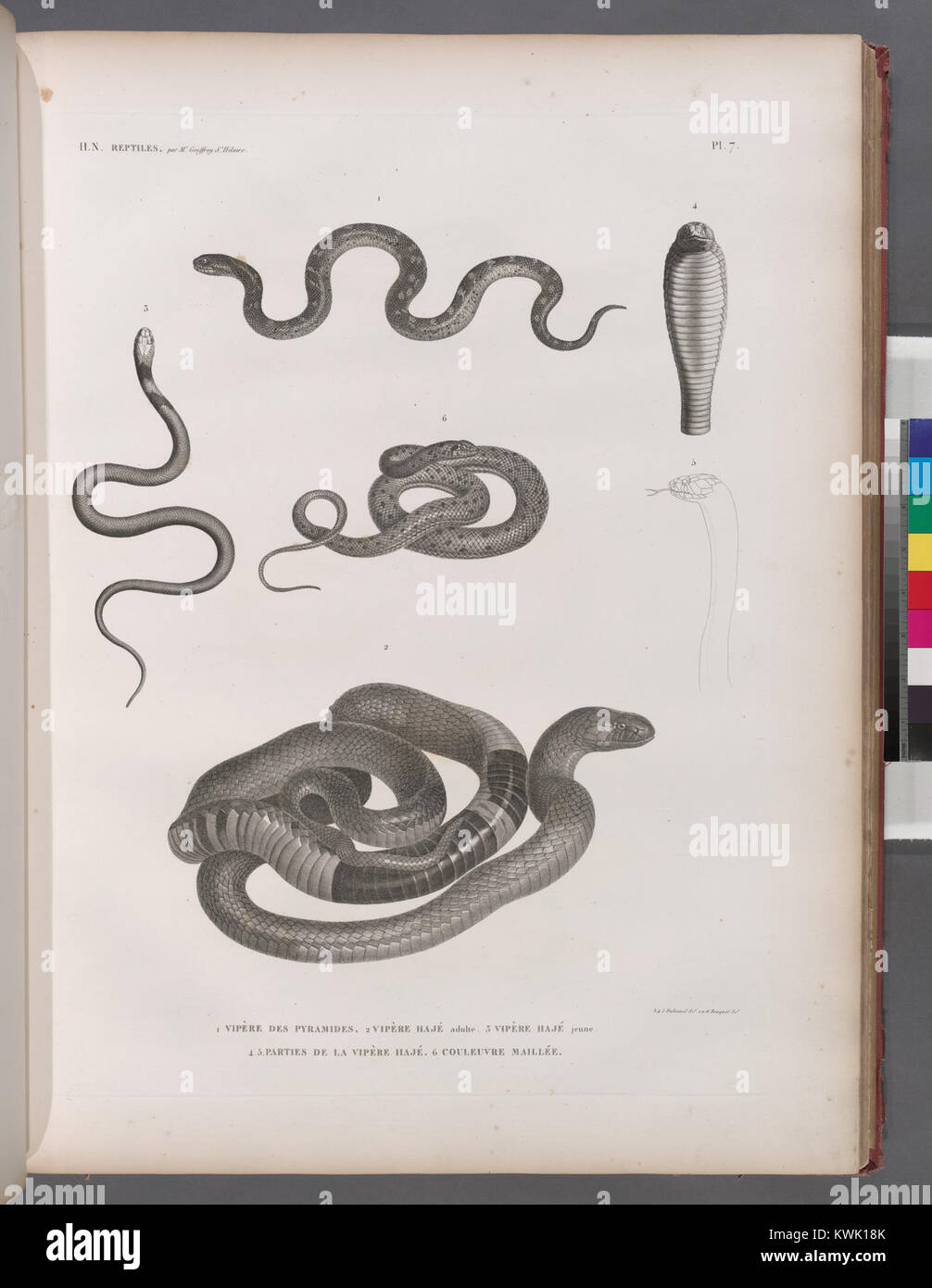 Scientific illustration showing various viper and snake species ...