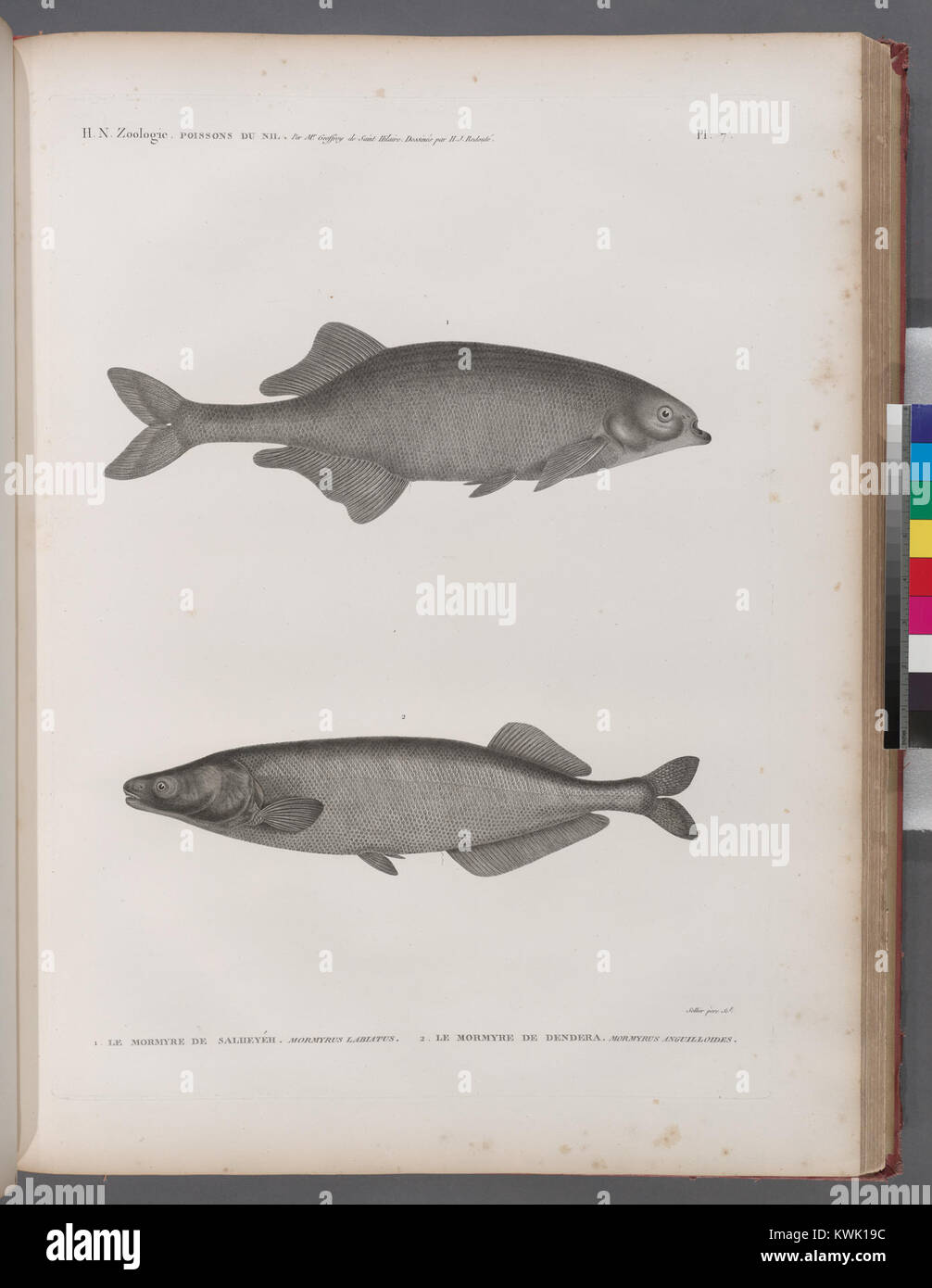 The work presents zoological information on Nile River fish species ...