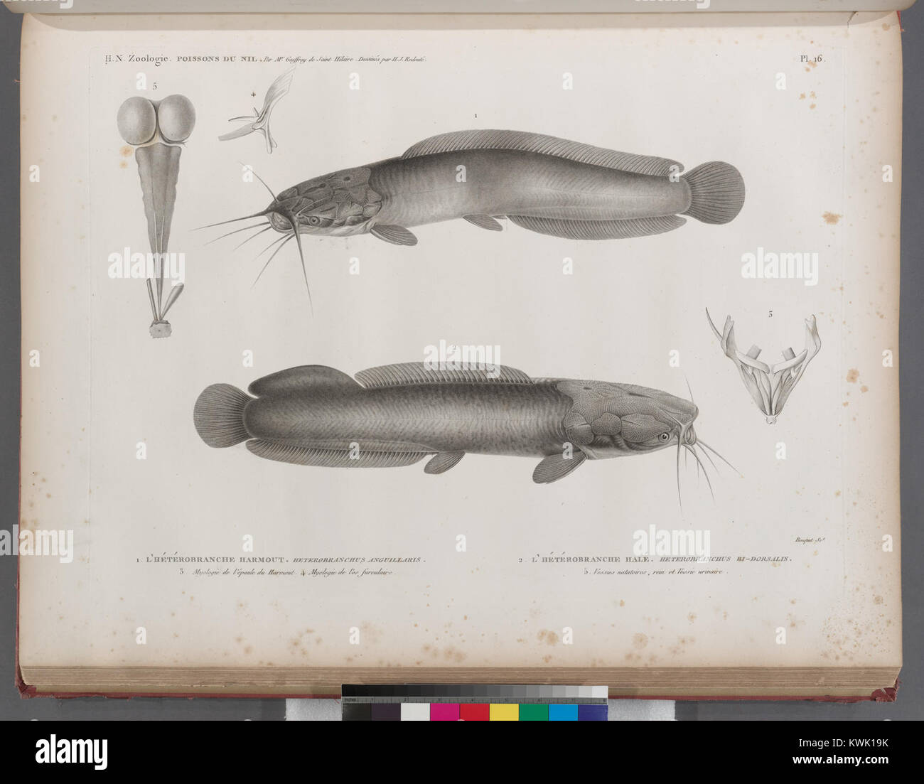 A zoological publication documenting species of fish from the Nile ...
