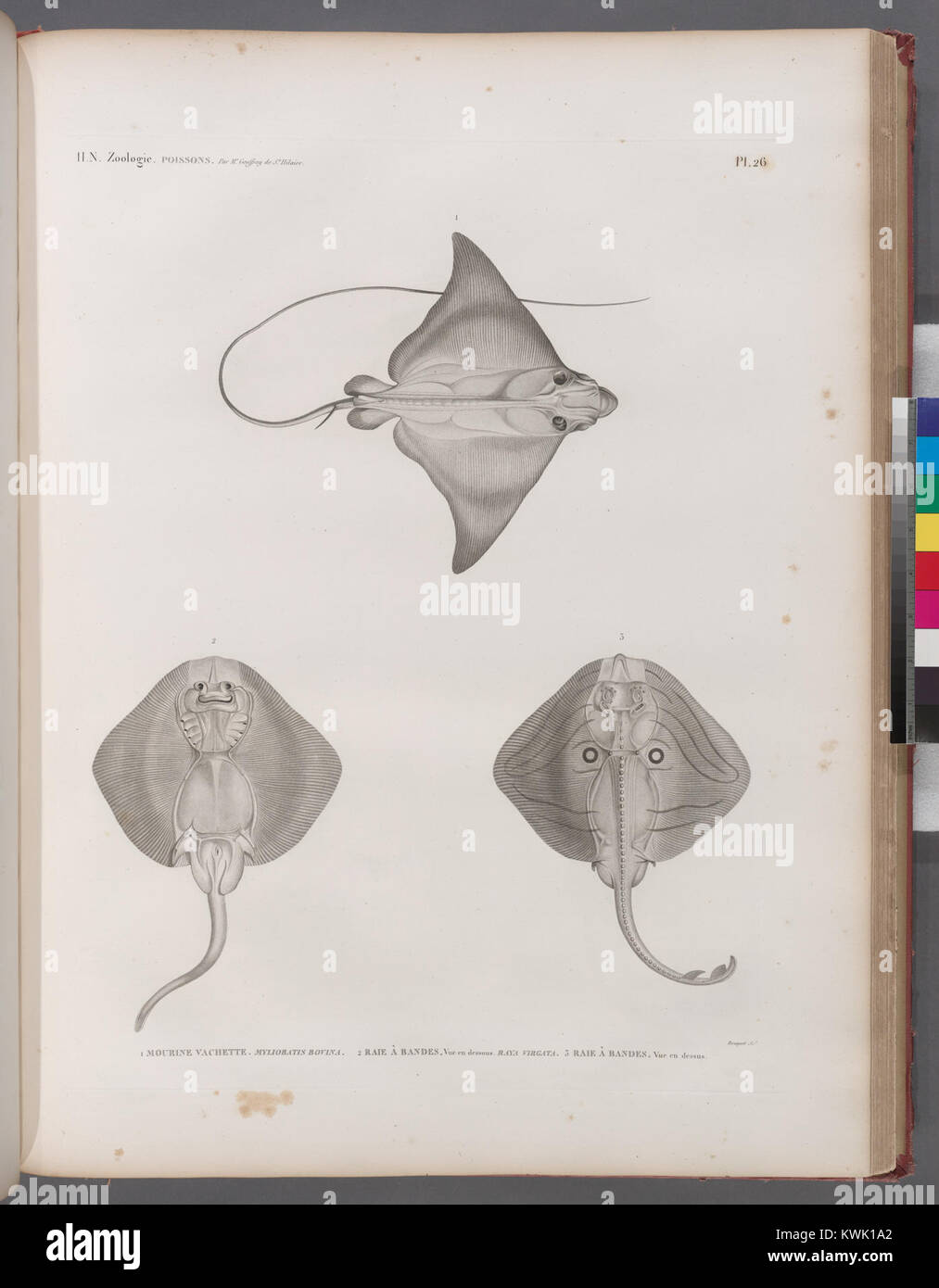 Mourine hi-res stock photography and images - Alamy