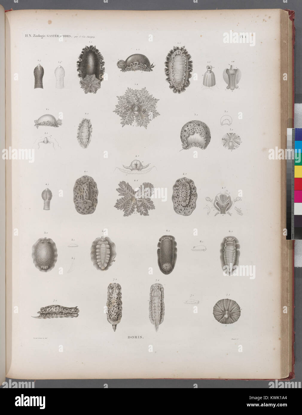 This scientific illustration of the genus Doris from the field of ...