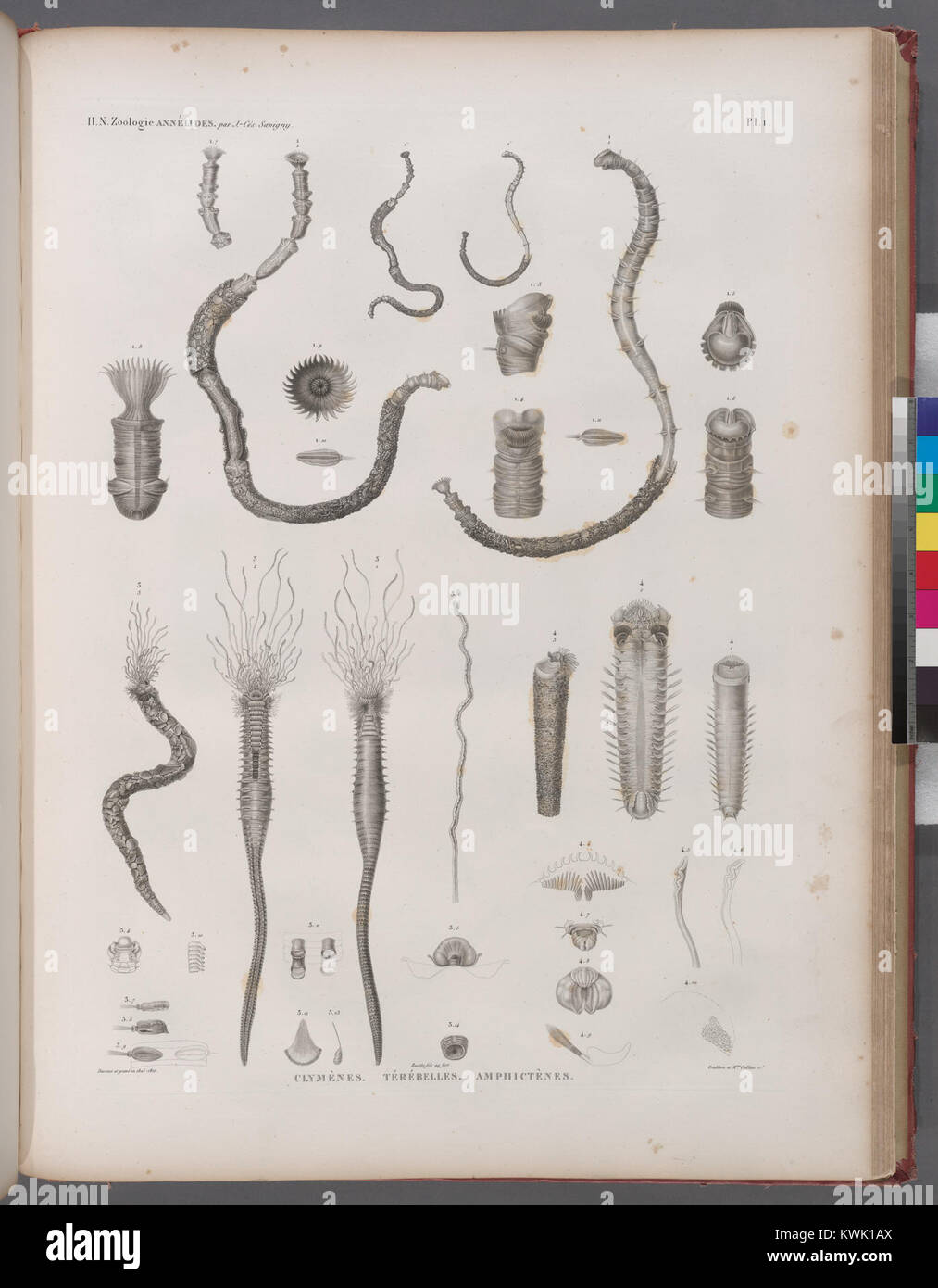 This zoological plate illustrates annelid worms, including Clymenes ...