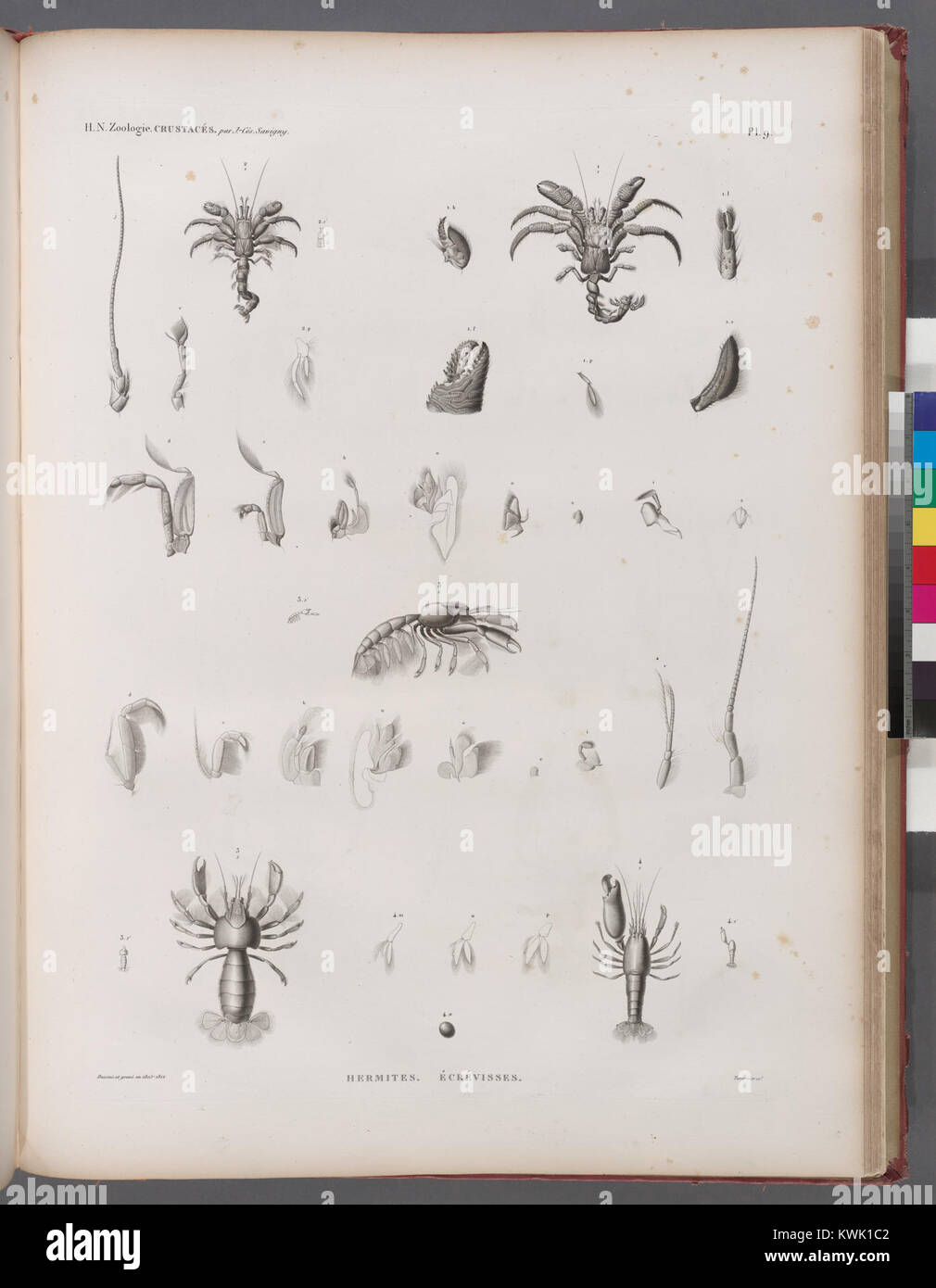 A zoological study on crustaceans, detailing the anatomy, behavior, and ...