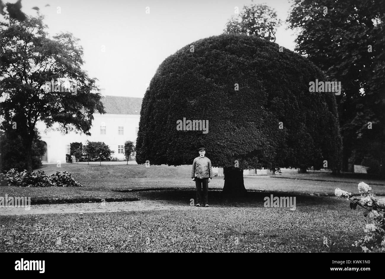 The yew tree Black and White Stock Photos & Images - Alamy
