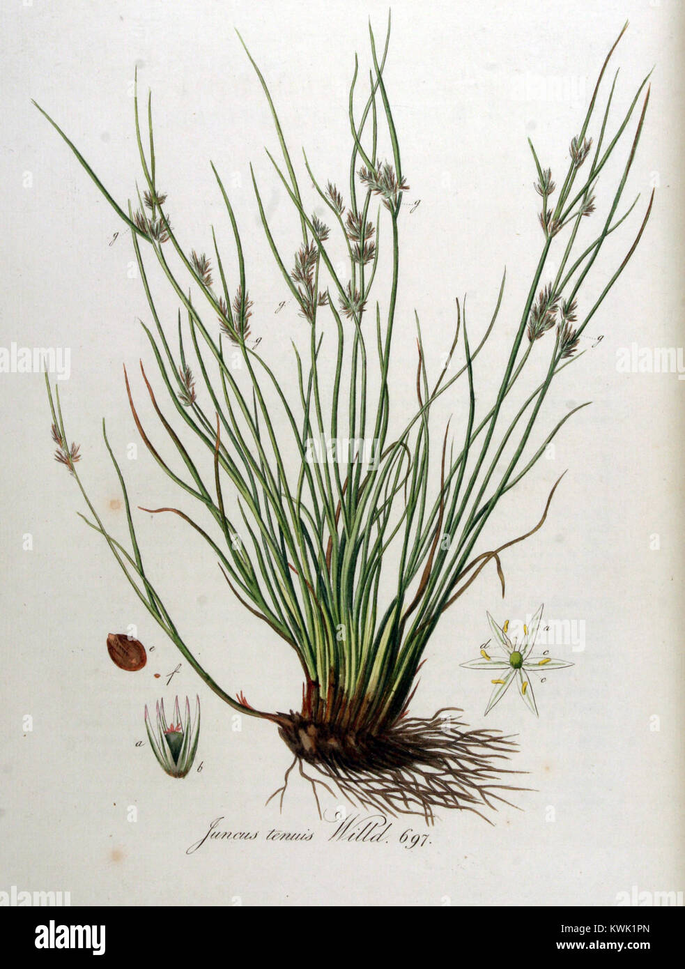 This entry from *Flora Batava* features Juncus tenuis, a species of ...