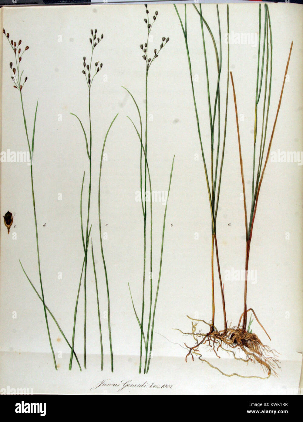 Juncus gerardi, commonly known as saltmarsh rush, is a plant species ...