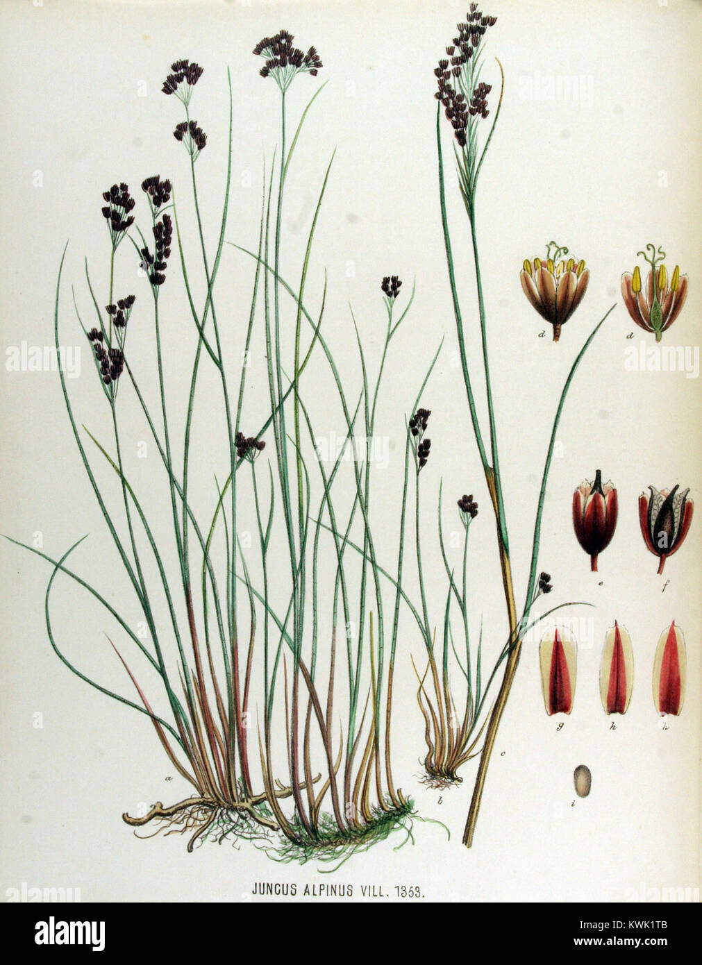 Juncus alpinus hi-res stock photography and images - Alamy