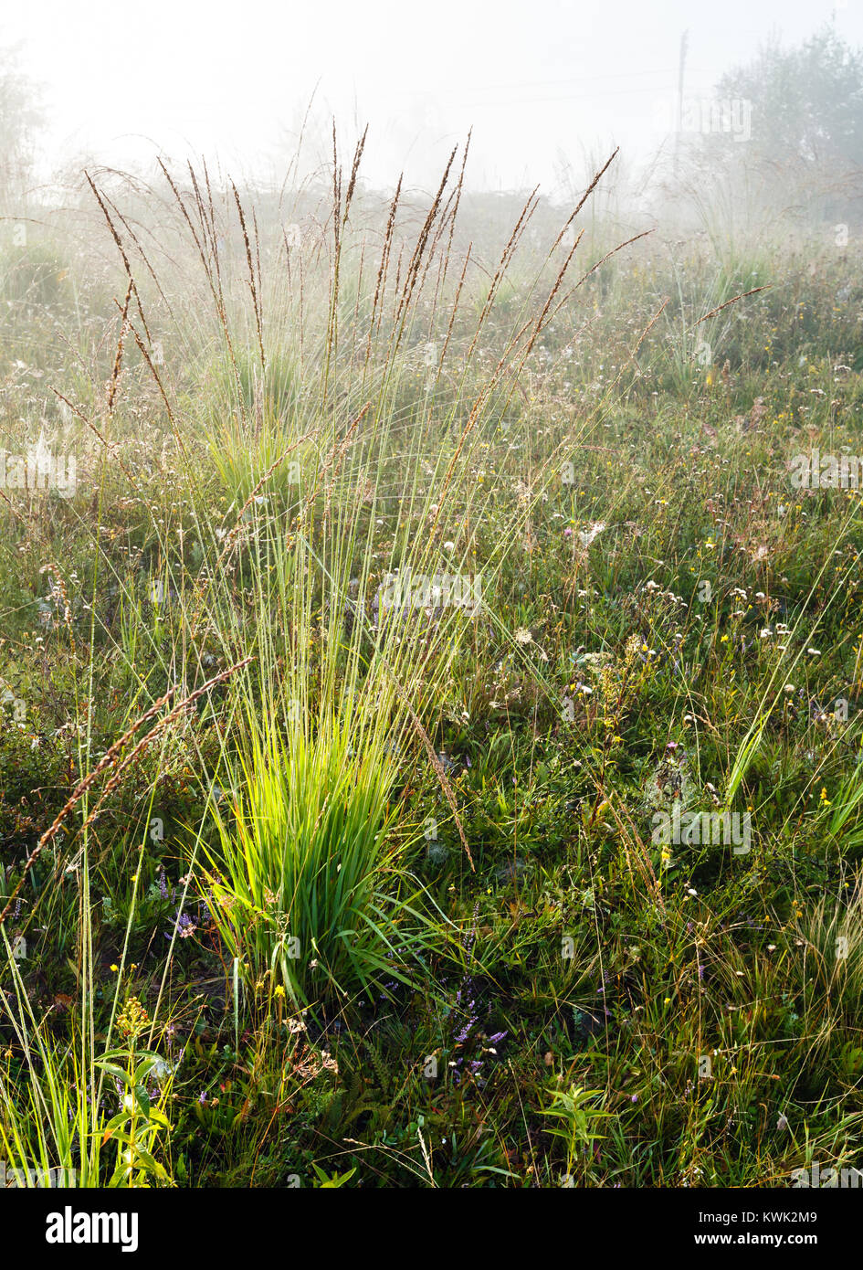 Early misty morning dew drops on wild mountain grassy meadow Stock ...