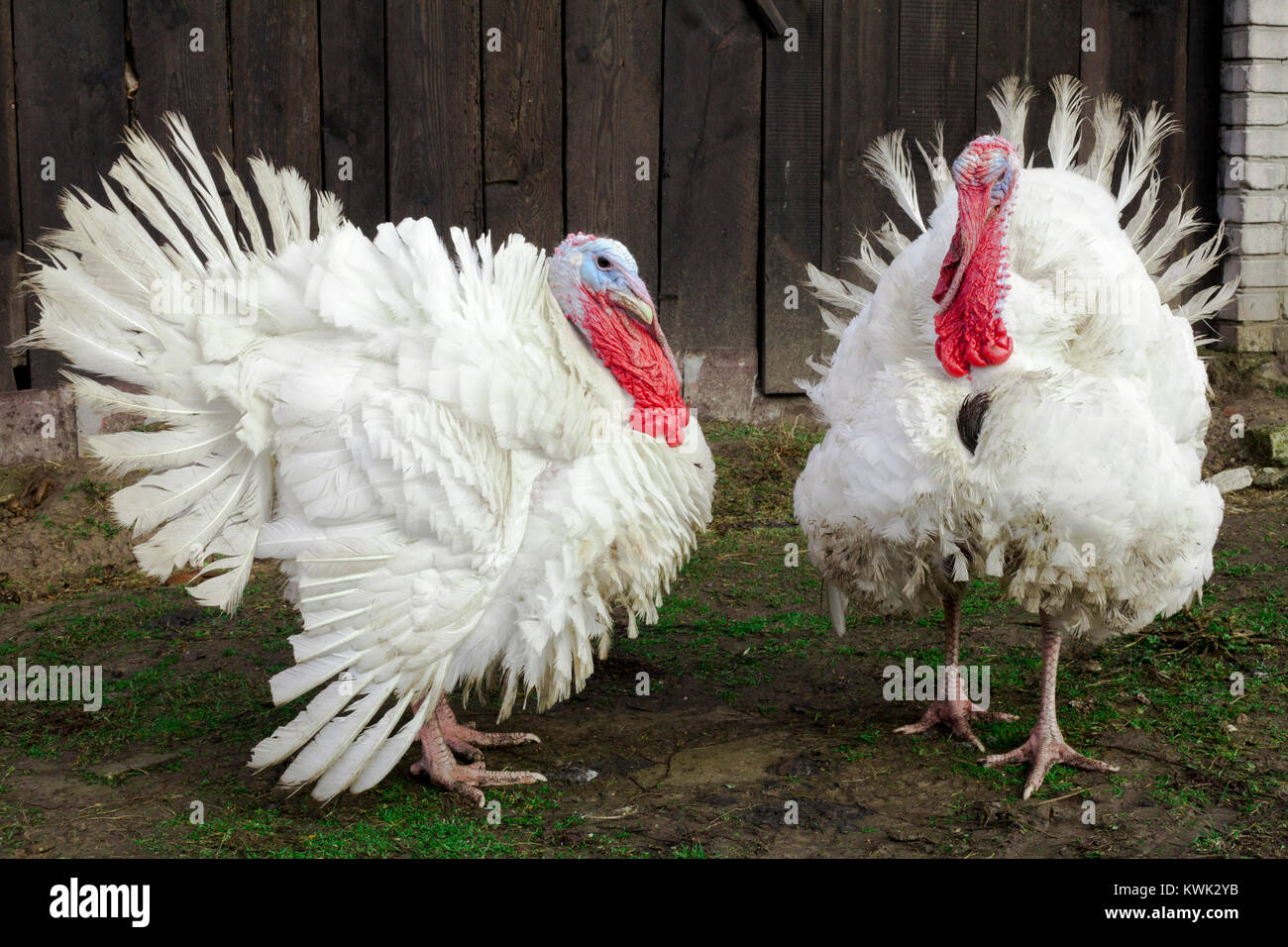 big fat white turkey in the farm yard purebred Stock Photo - Alamy