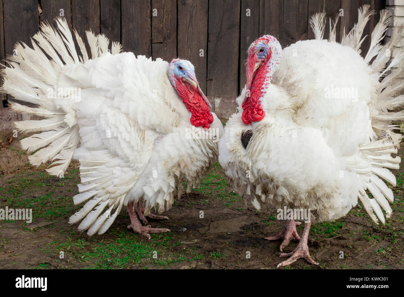 big fat white turkey in the farm yard purebred Stock Photo - Alamy