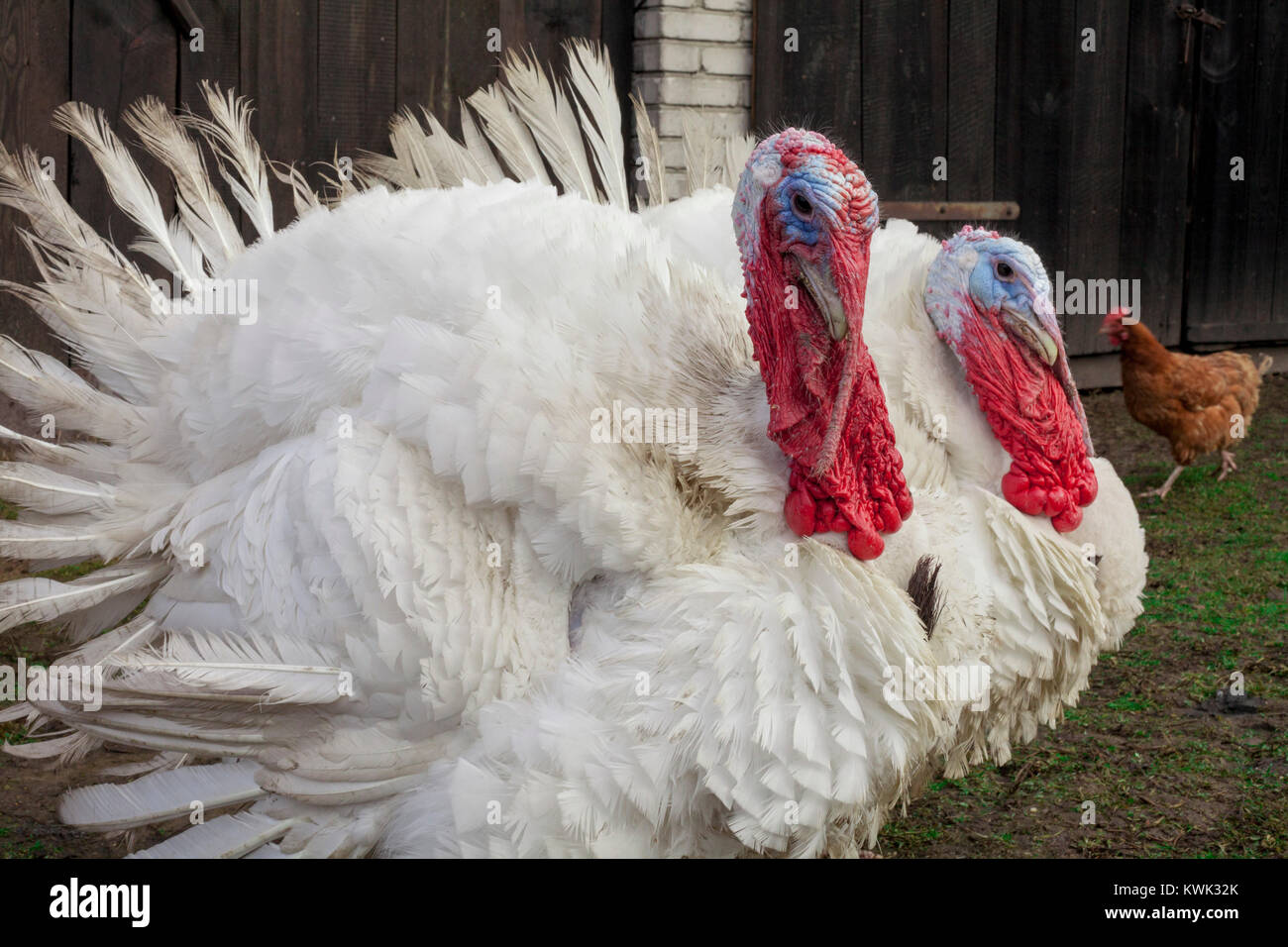 big fat white turkey in the farm yard purebred Stock Photo - Alamy