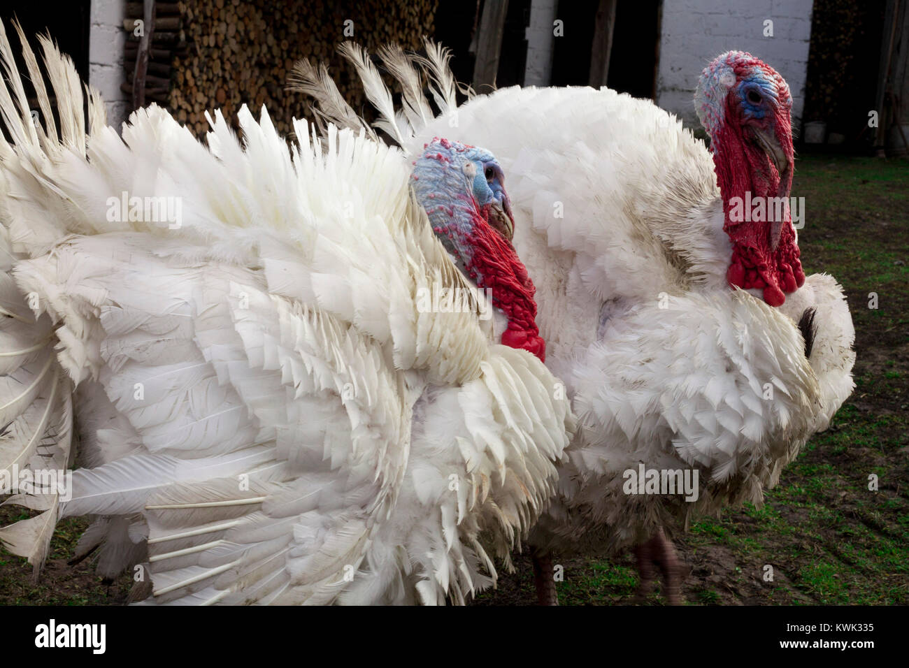 big fat white turkey in the farm yard purebred Stock Photo - Alamy
