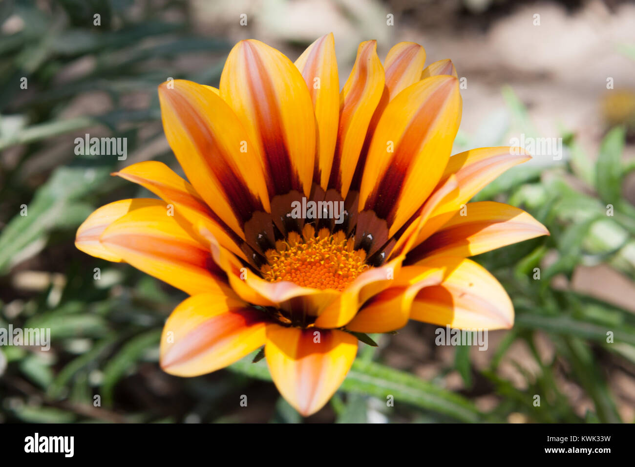 Closeup of a Gazania flower in the oasis of Huacachina, Ica, Peru Stock ...