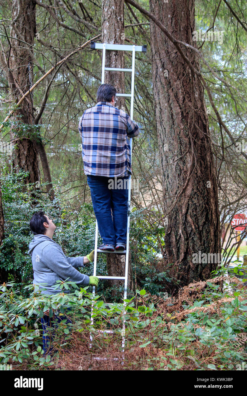 two men hold ladder and climb safely in forest Stock Photo - Alamy