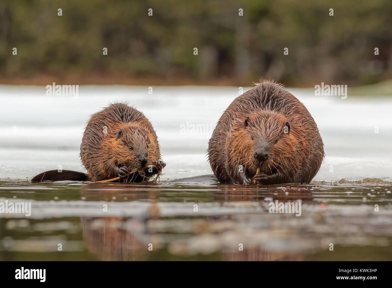 Two Beavers having lunch together on the ice Stock Photo - Alamy
