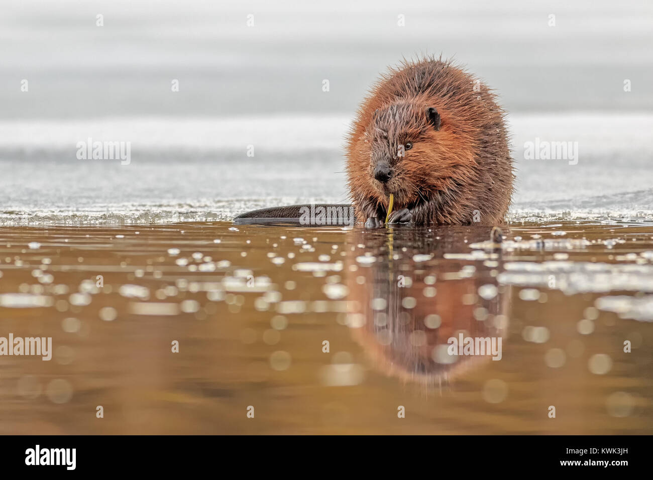 A little Beaver has a snack on the ice Stock Photo - Alamy