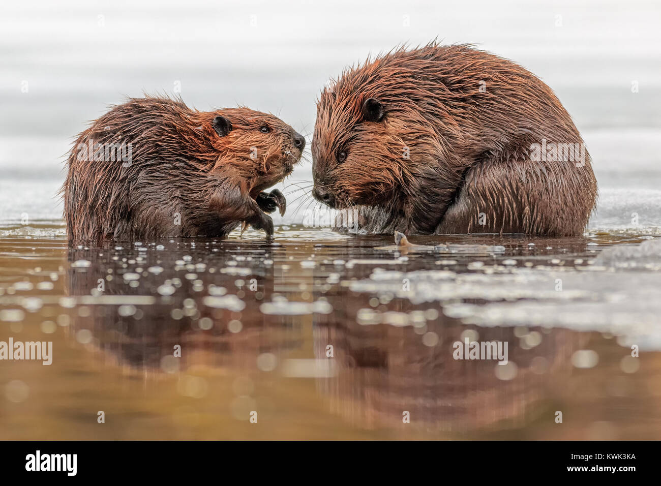 Cute Baby Beavers