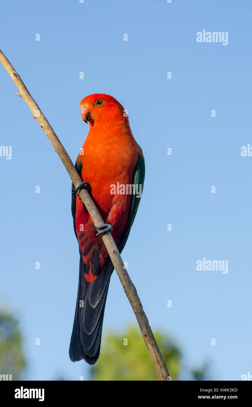 Red australian parrot hi-res stock photography and images - Alamy