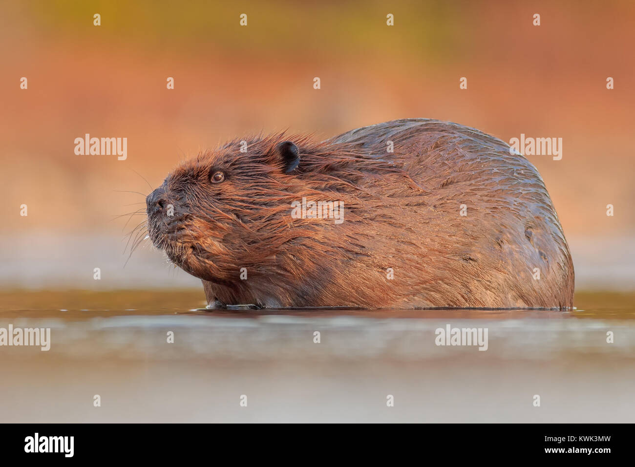 Shiny animals hi-res stock photography and images - Alamy