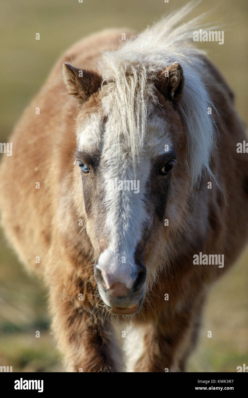 Pony Horse Head Front View High Resolution Stock Photography and Images ...