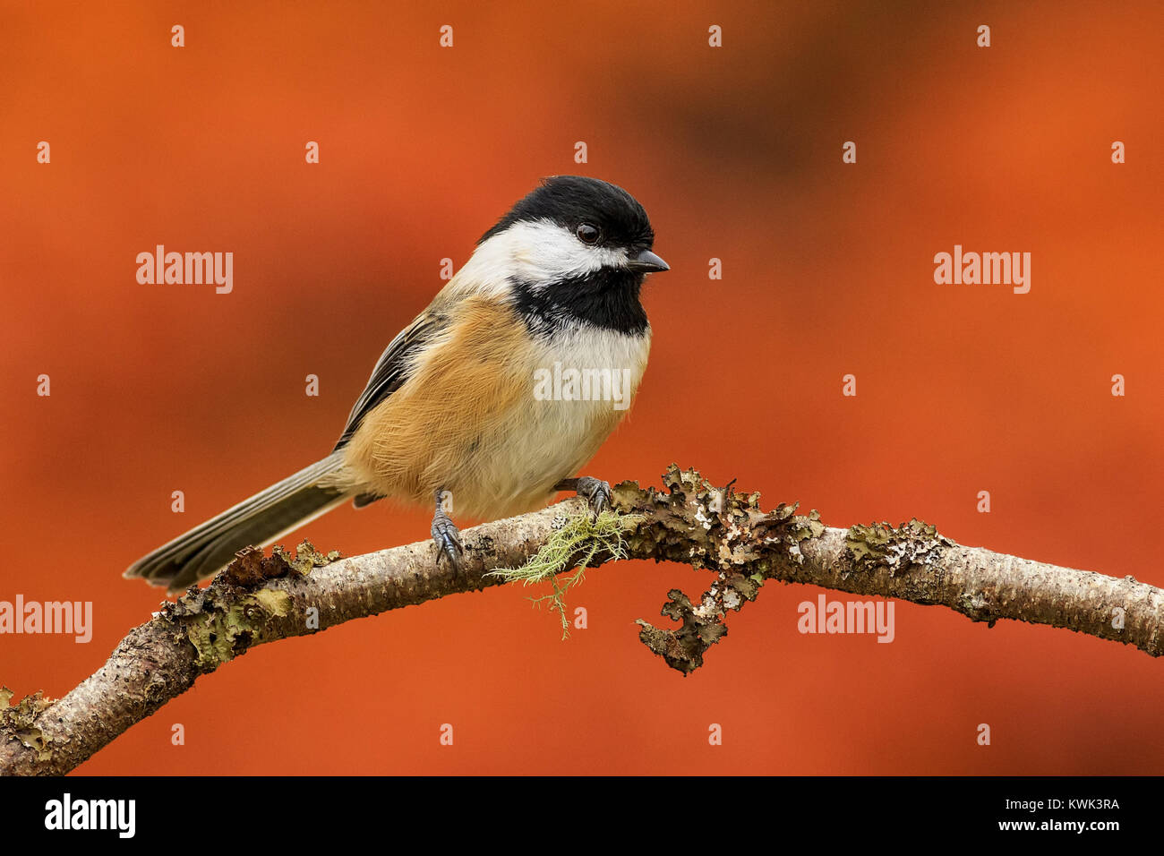 Chickadee birds hi-res stock photography and images - Alamy