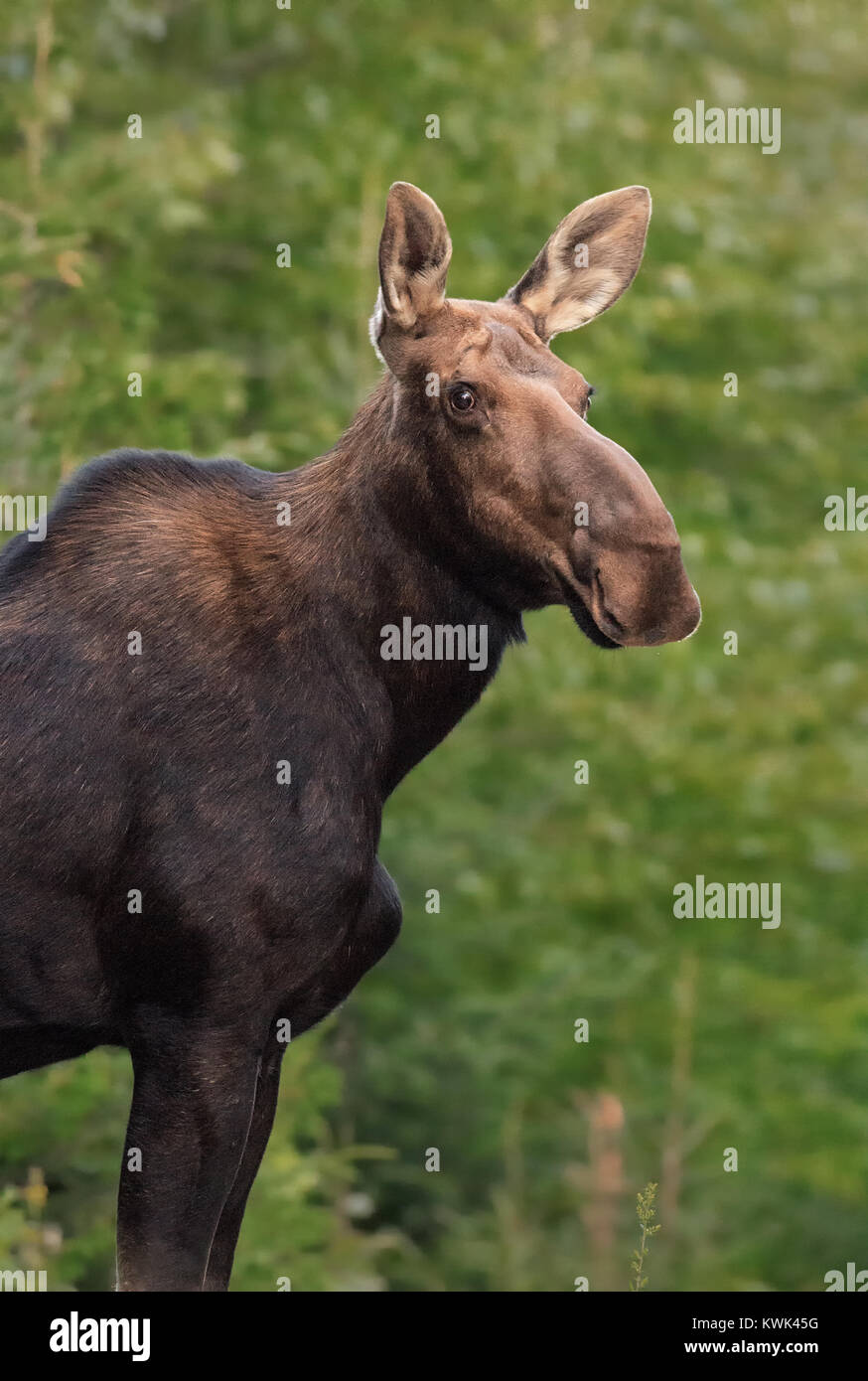 A cow Moose shows off her good side Stock Photo - Alamy