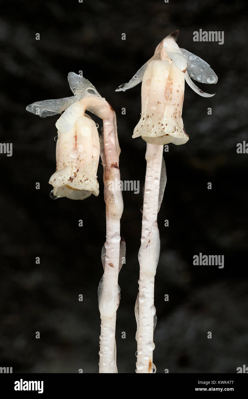Two Indian Pipes in front of a dark rock Stock Photo - Alamy