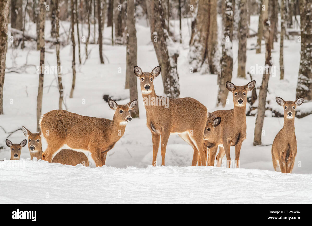 A White-tailed Deer family portrait Stock Photo - Alamy