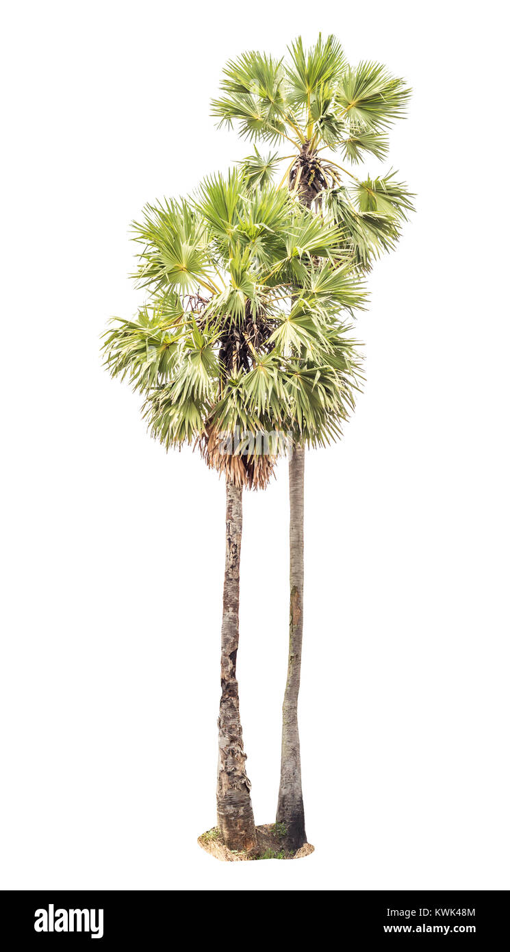 Coconut tree Cut Out Stock Images & Pictures - Alamy