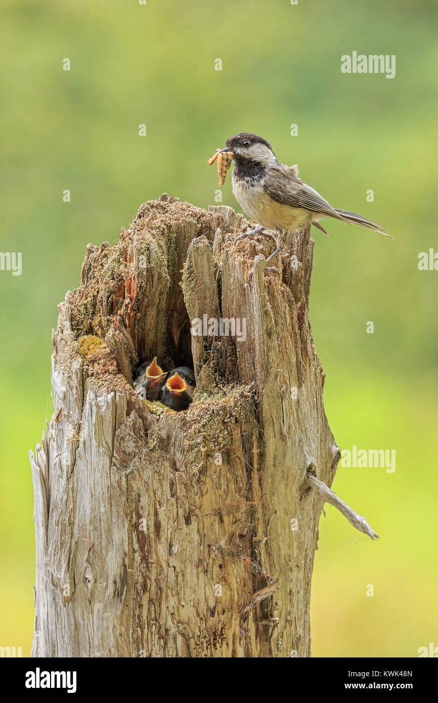 Baby Chickadee