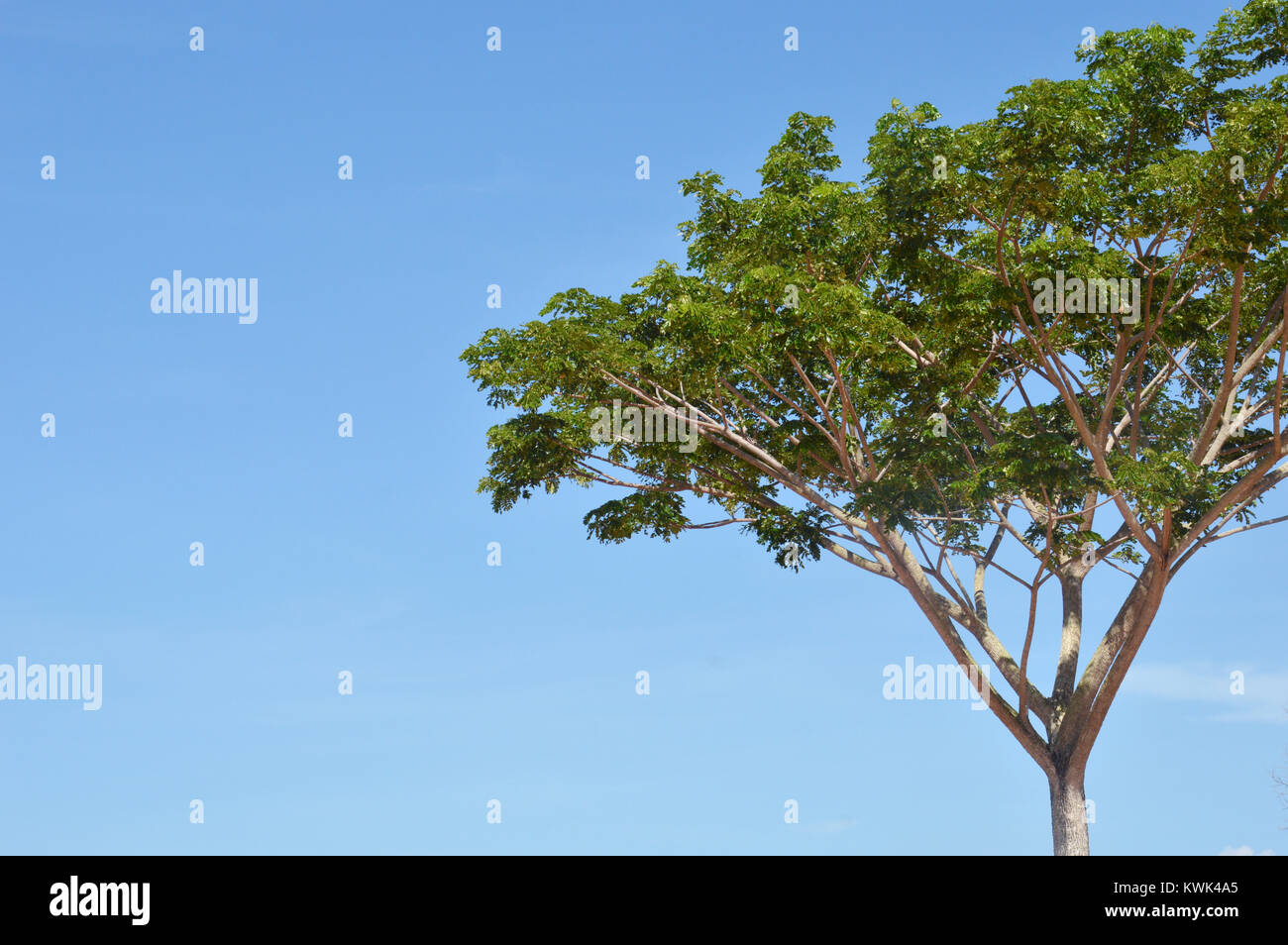 big tree against blue sky Stock Photo - Alamy