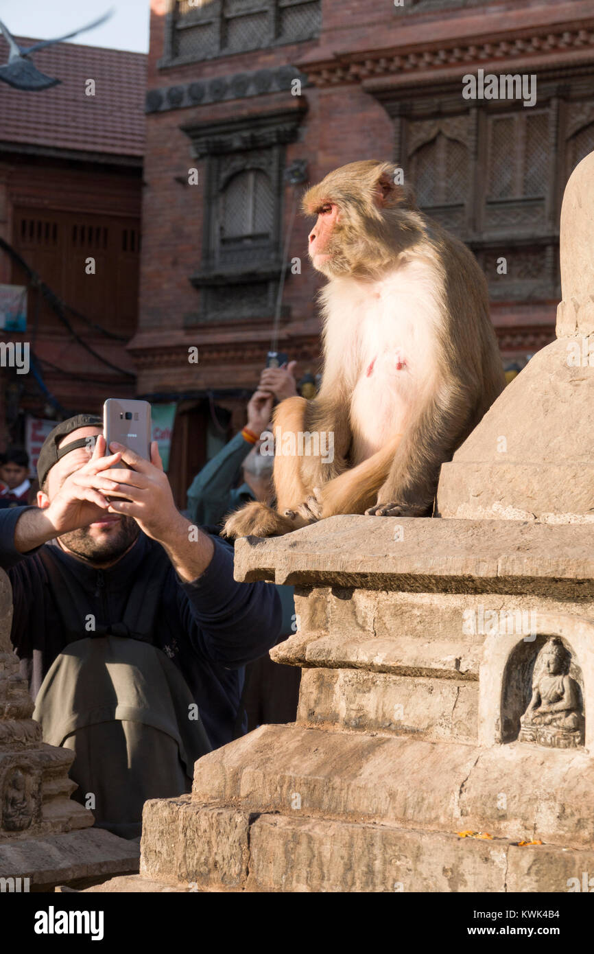 Man taking smartphone photo of rhesus macaque monkey at Swayambhunath ...