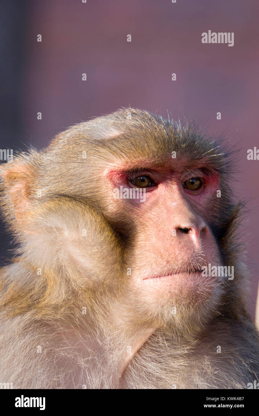 Rhesus macaque monkey at Swayambhunath temple, Kathmandu, Nepal Stock ...