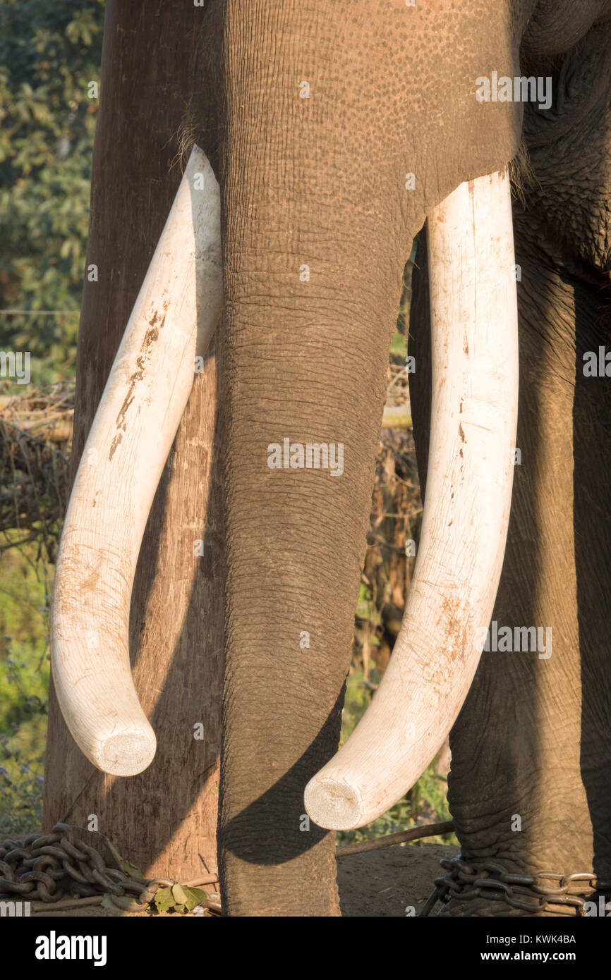 Asian elephant tusks hi-res stock photography and images - Alamy